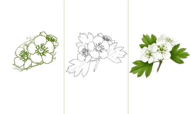 15 Easy Flower Drawing Ideas - Step-by-Step Guide for Beginners