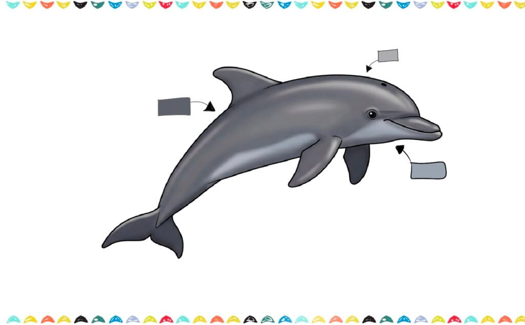 How to Draw a Dolphin - Easy Step-by-Step Guide for Kids