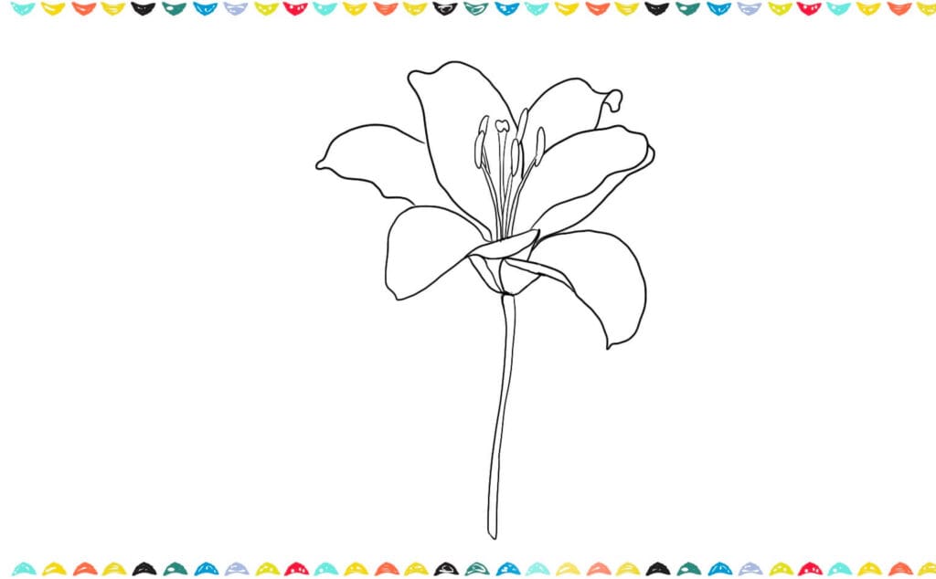 How to Draw a Lily Flower - Step-by-Step Tutorial 🌸