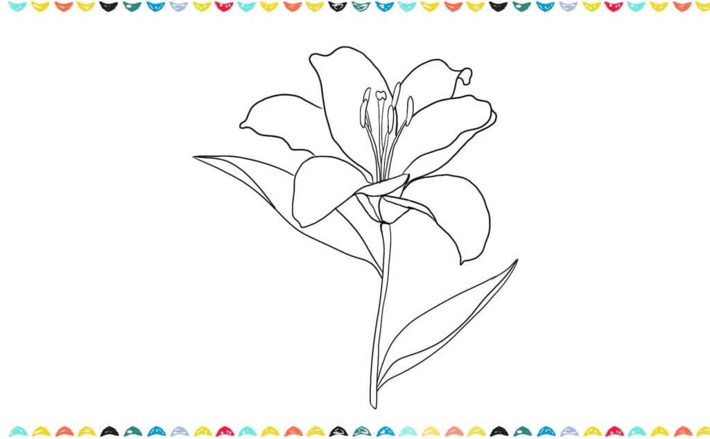 How to Draw a Lily Flower - Step-by-Step Tutorial 🌸