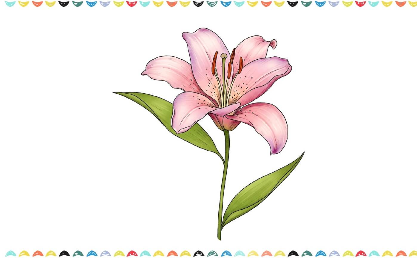 How to Draw a Lily Flower - Step-by-Step Tutorial 🌸